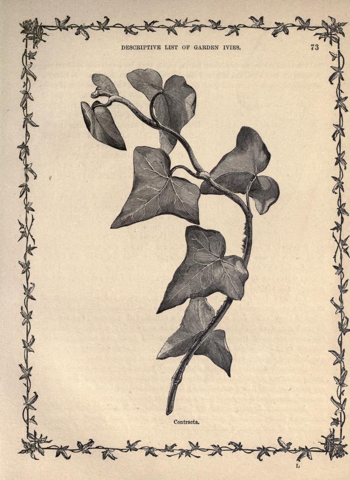 The Appeal of Ivy | Planting Diaries