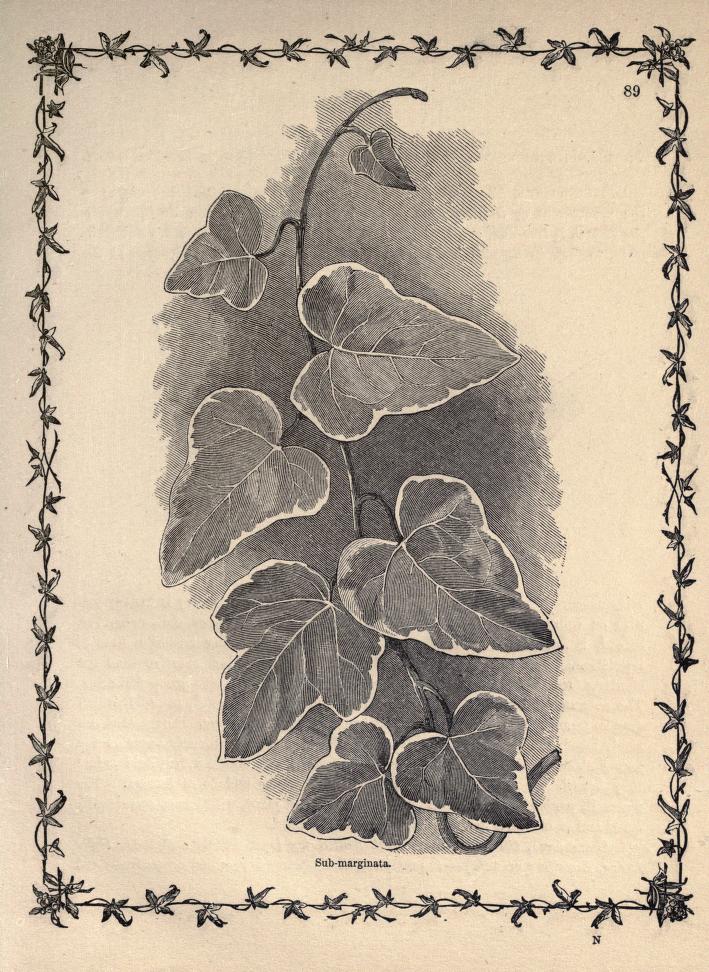 The Appeal of Ivy | Planting Diaries