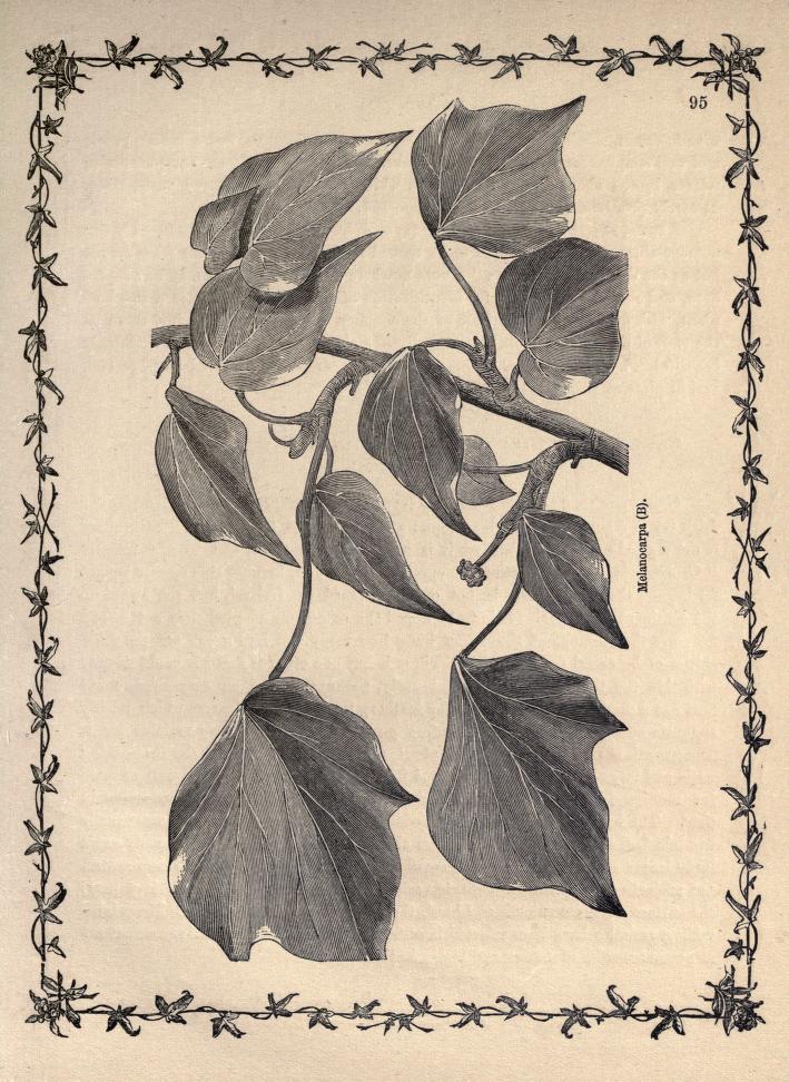 The Appeal of Ivy | Planting Diaries