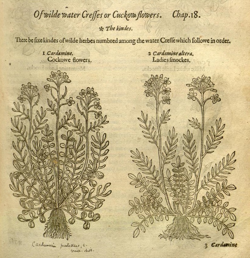 Cuckoo Flowers | Planting Diaries