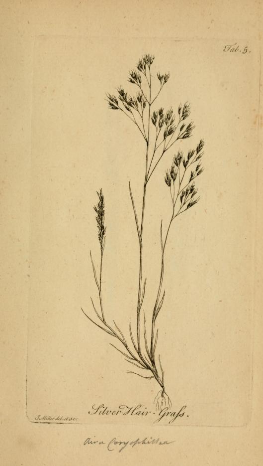 The English Hay Meadow | Planting Diaries