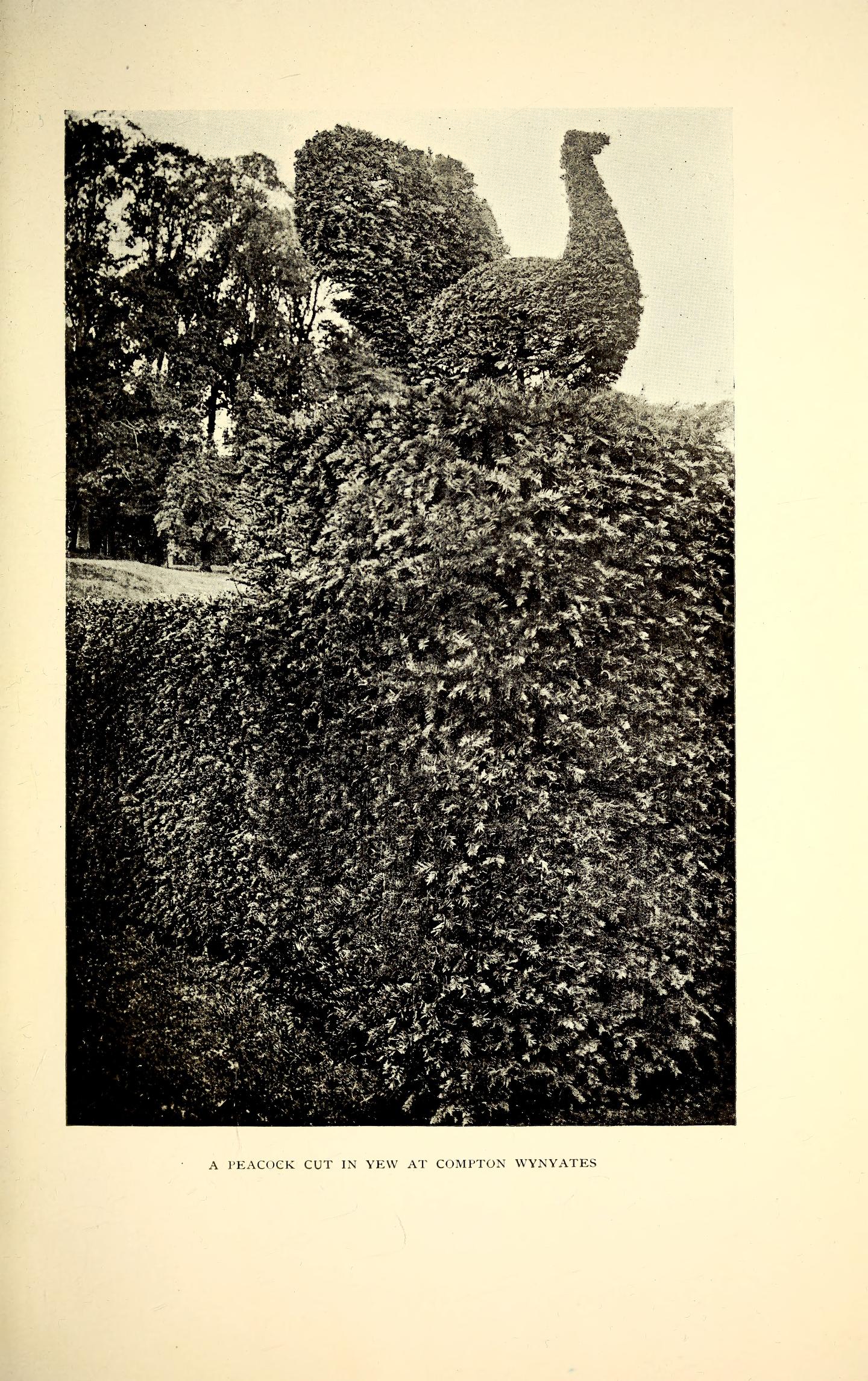 A Revival of English Topiary | Planting Diaries