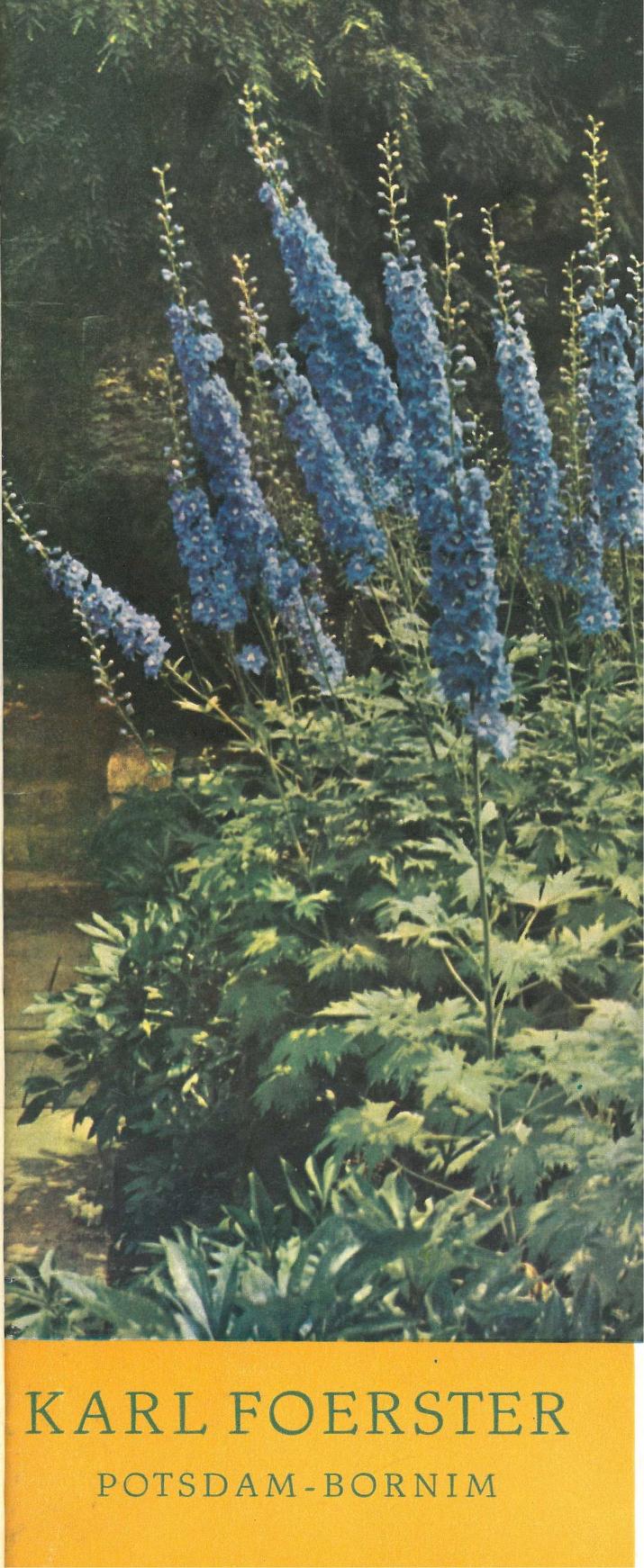 Celebrating Karl Foerster | Planting Diaries