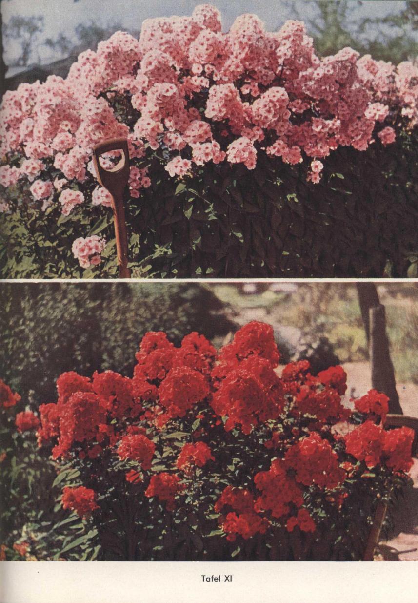 Celebrating Karl Foerster | Planting Diaries