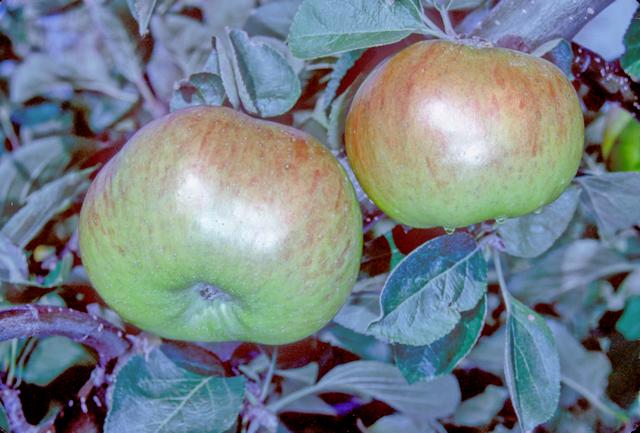 Pruning the Brogdale Bramley | Planting Diaries