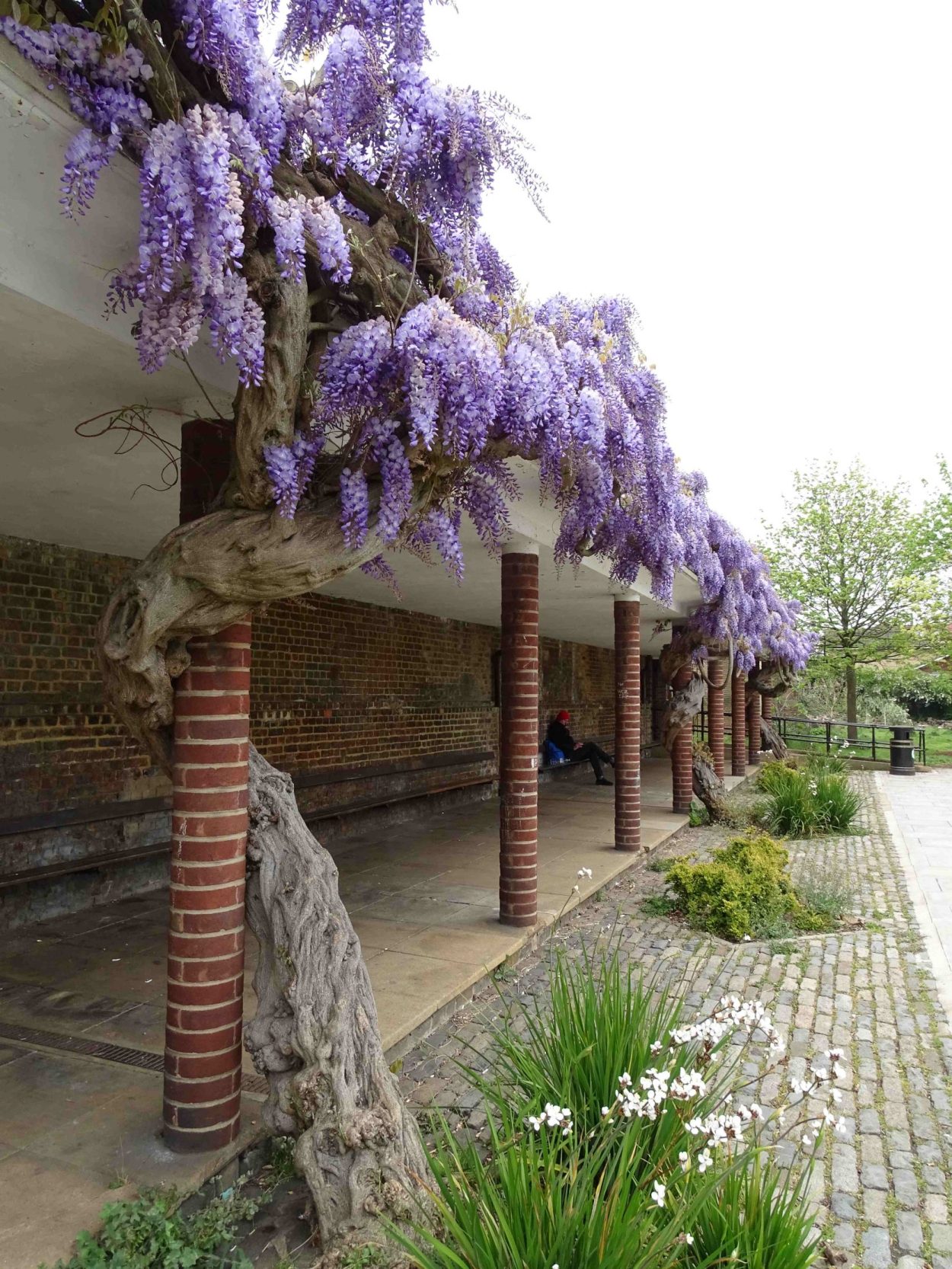 The Veteran Wisterias of Haggerston Park | Planting Diaries