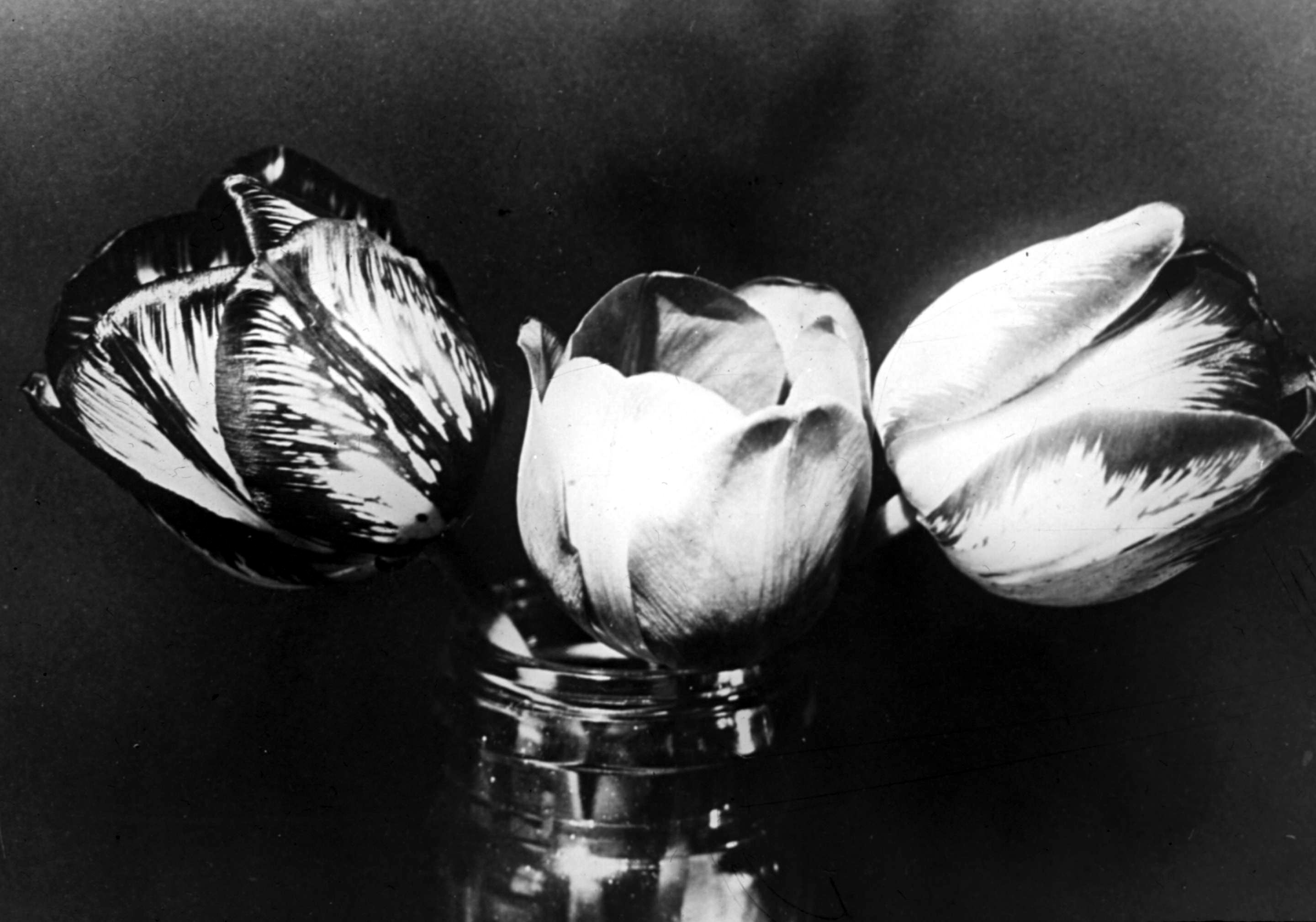 At the Wakefield and North of England Tulip Society Show | Planting Diaries