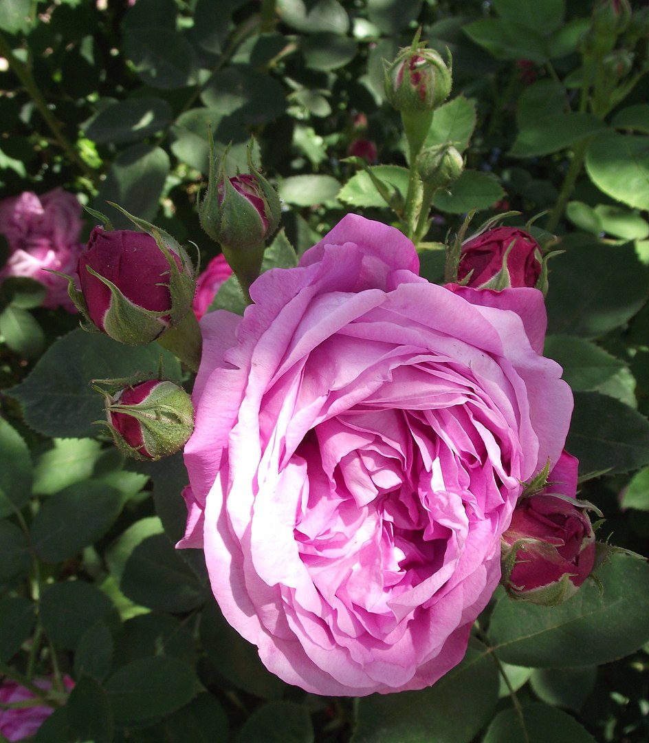 Roses | Planting Diaries