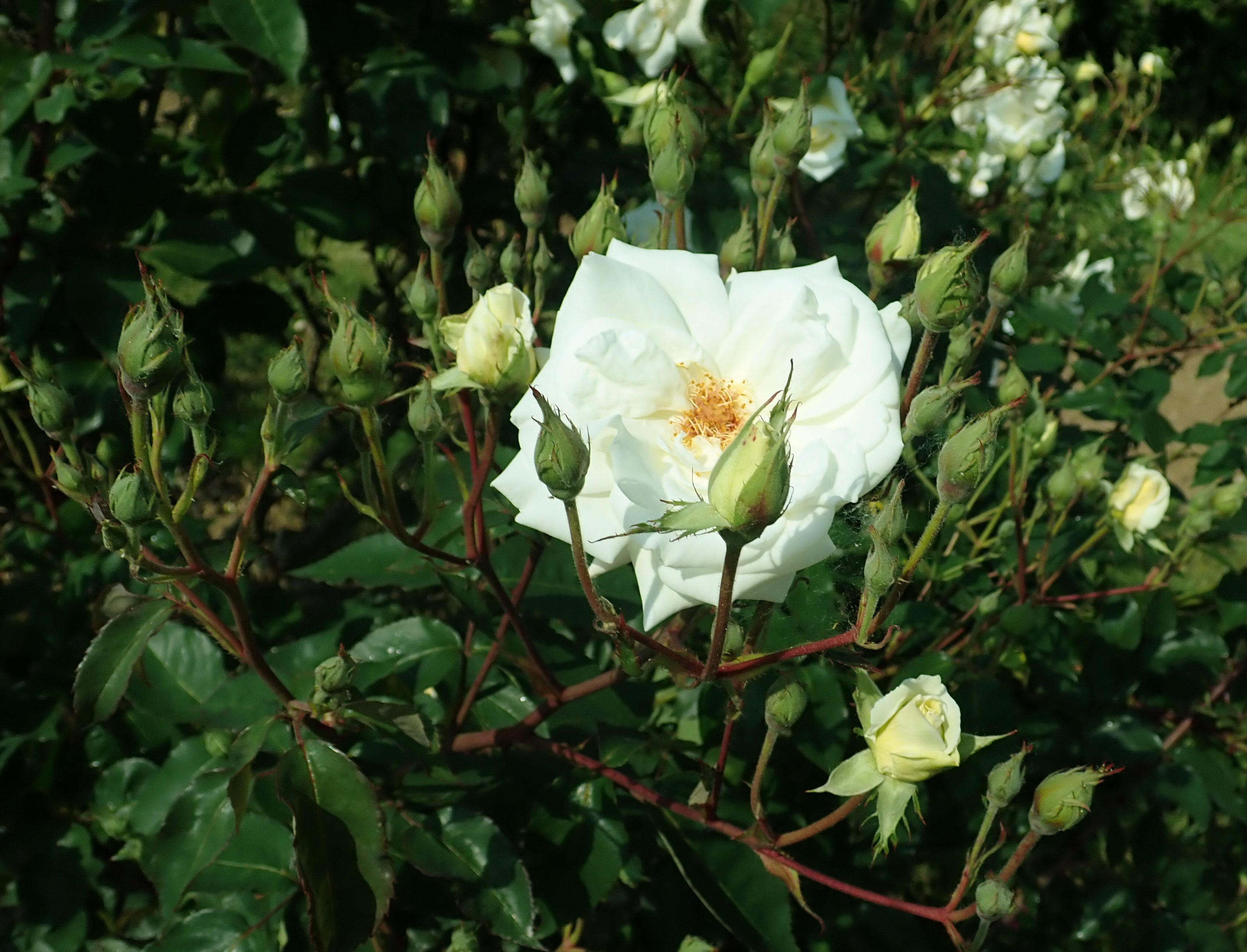 Roses | Planting Diaries