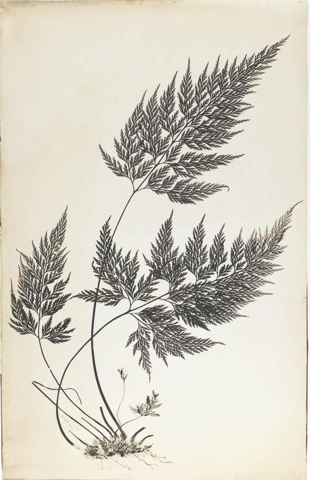 Cecilia Glaisher’s Ferns | Planting Diaries